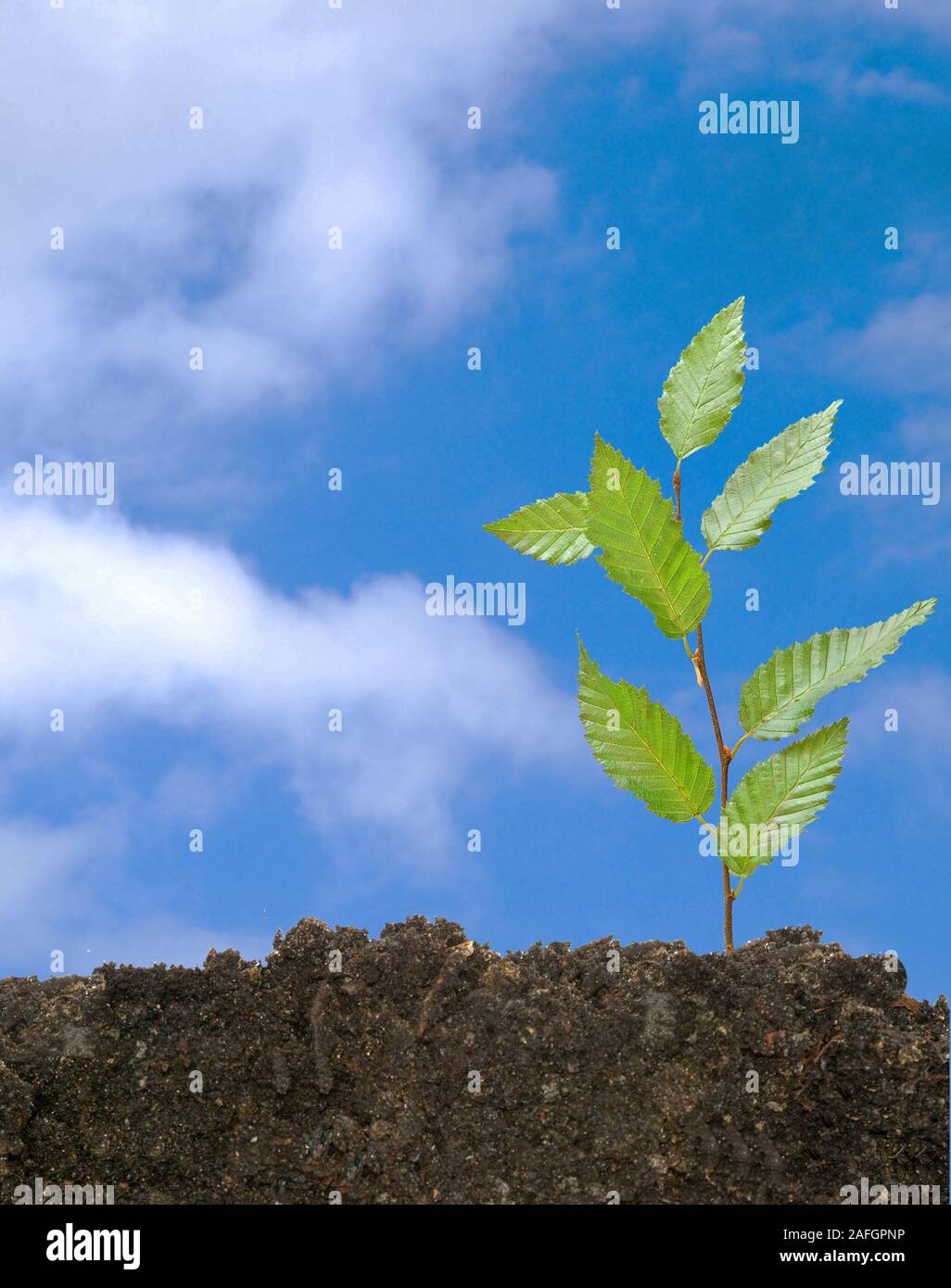 Tree shoot on sky background Stock Photo - Alamy