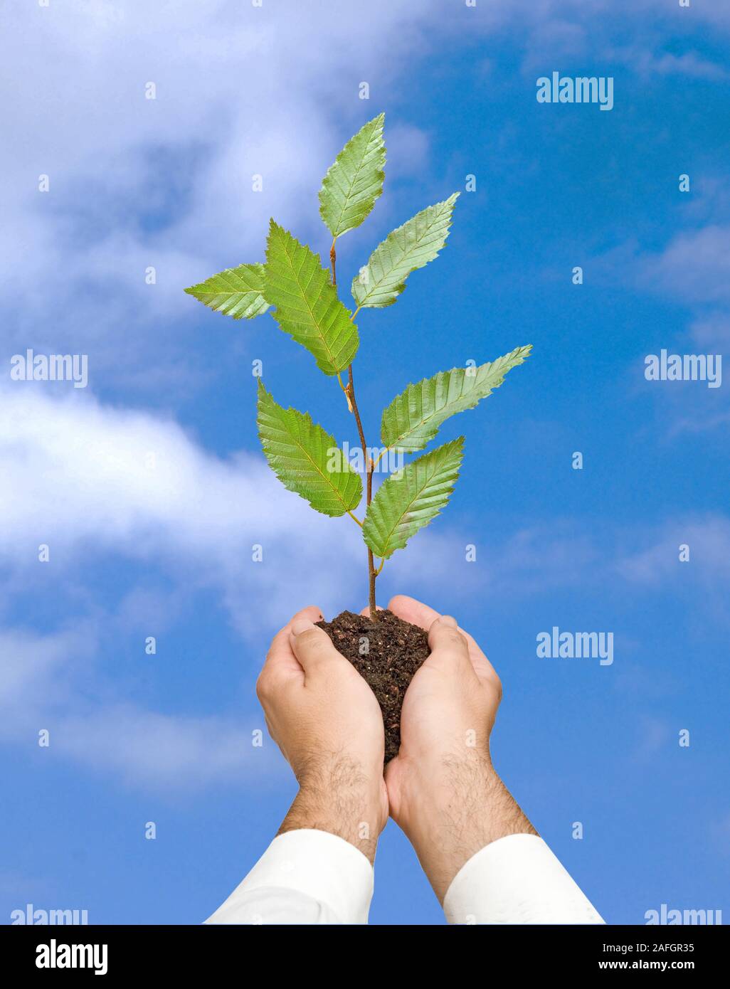 tree seedling in hands as a symbol of nature protection Stock Photo - Alamy