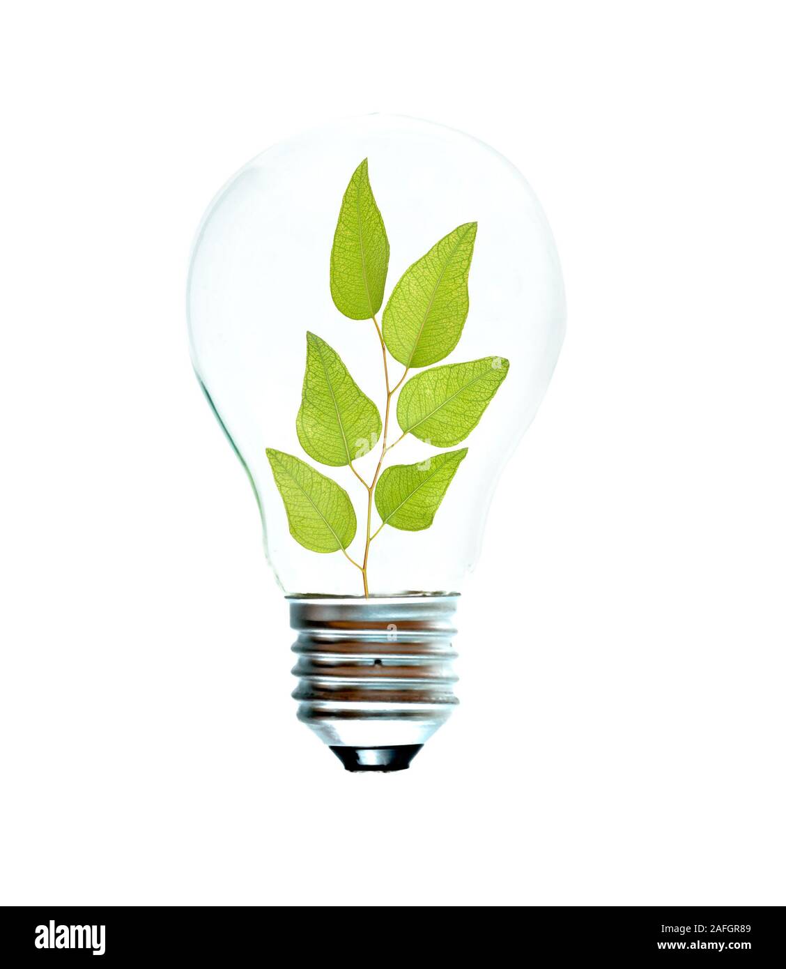 Incandescent light bulb with a tree shoot as the filament Stock Photo ...