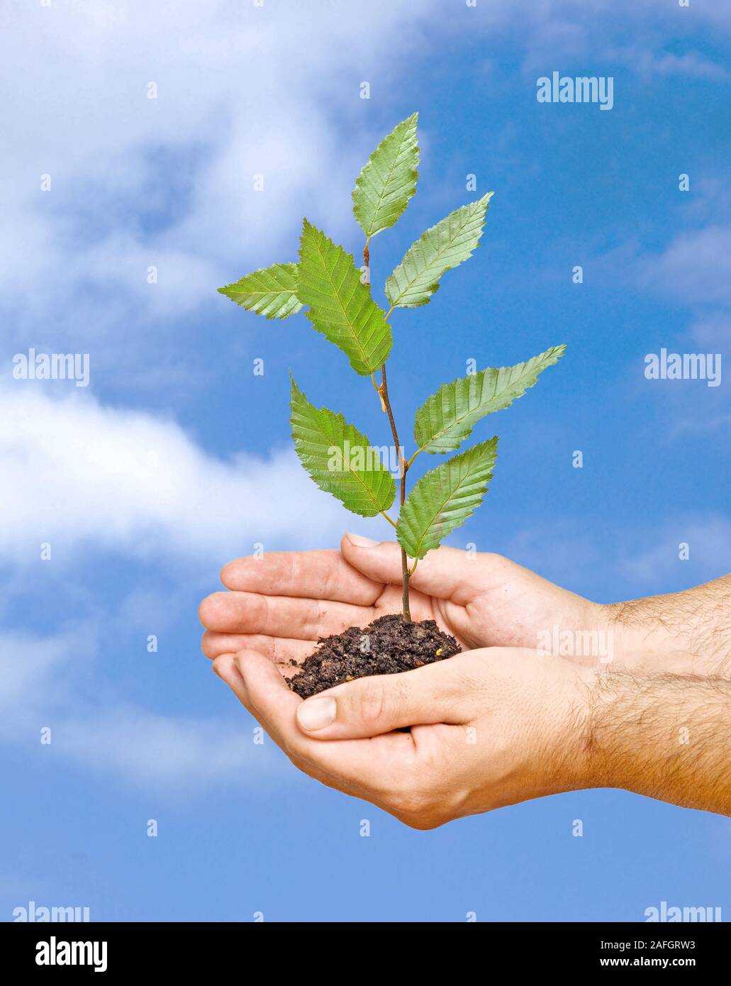 tree seedling in hands as a symbol of nature protection Stock Photo - Alamy