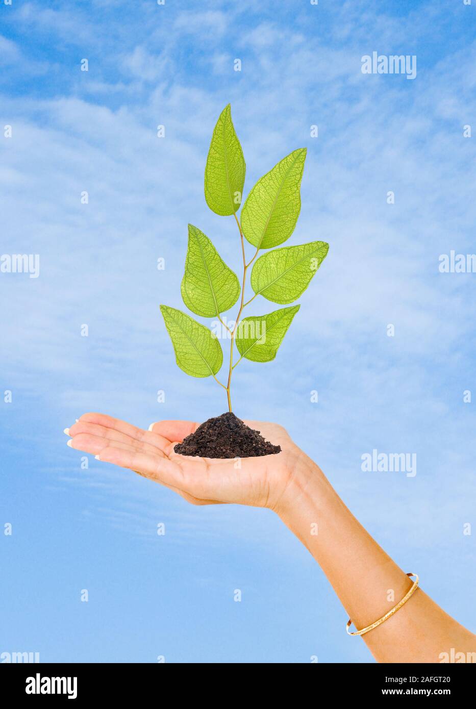 Tree seedling in hand Stock Photo - Alamy