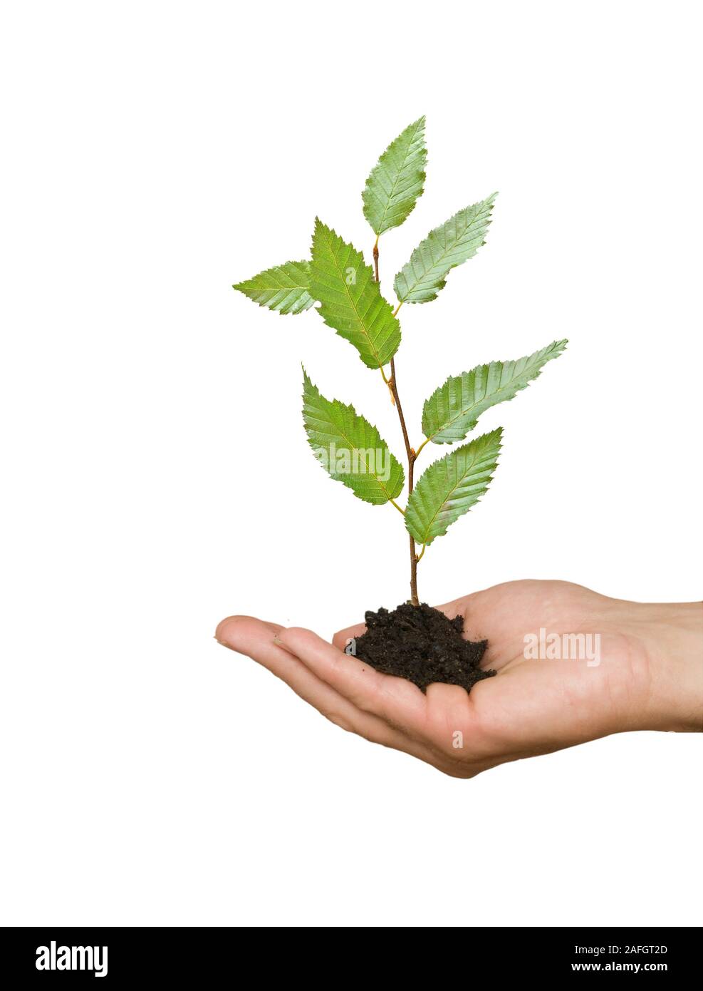 Tree shoot in hand as a symbol of nature potection Stock Photo - Alamy