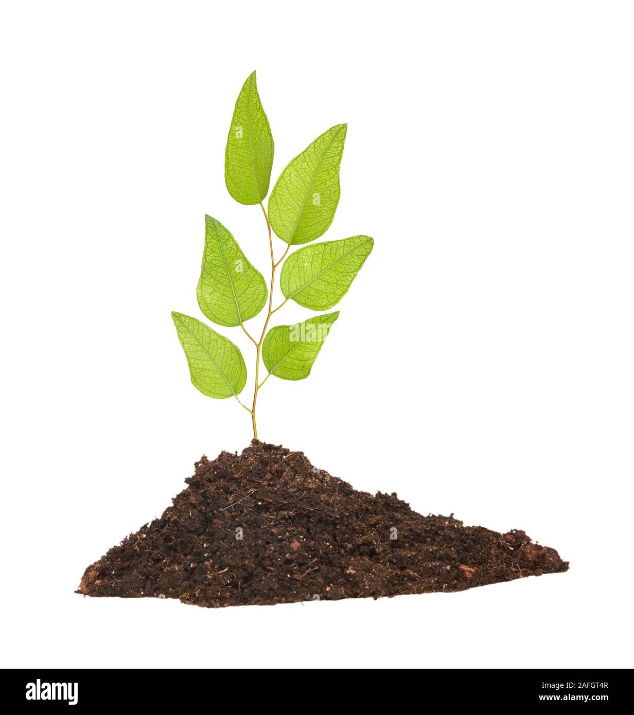 Tree shoot isolated on white background Stock Photo - Alamy