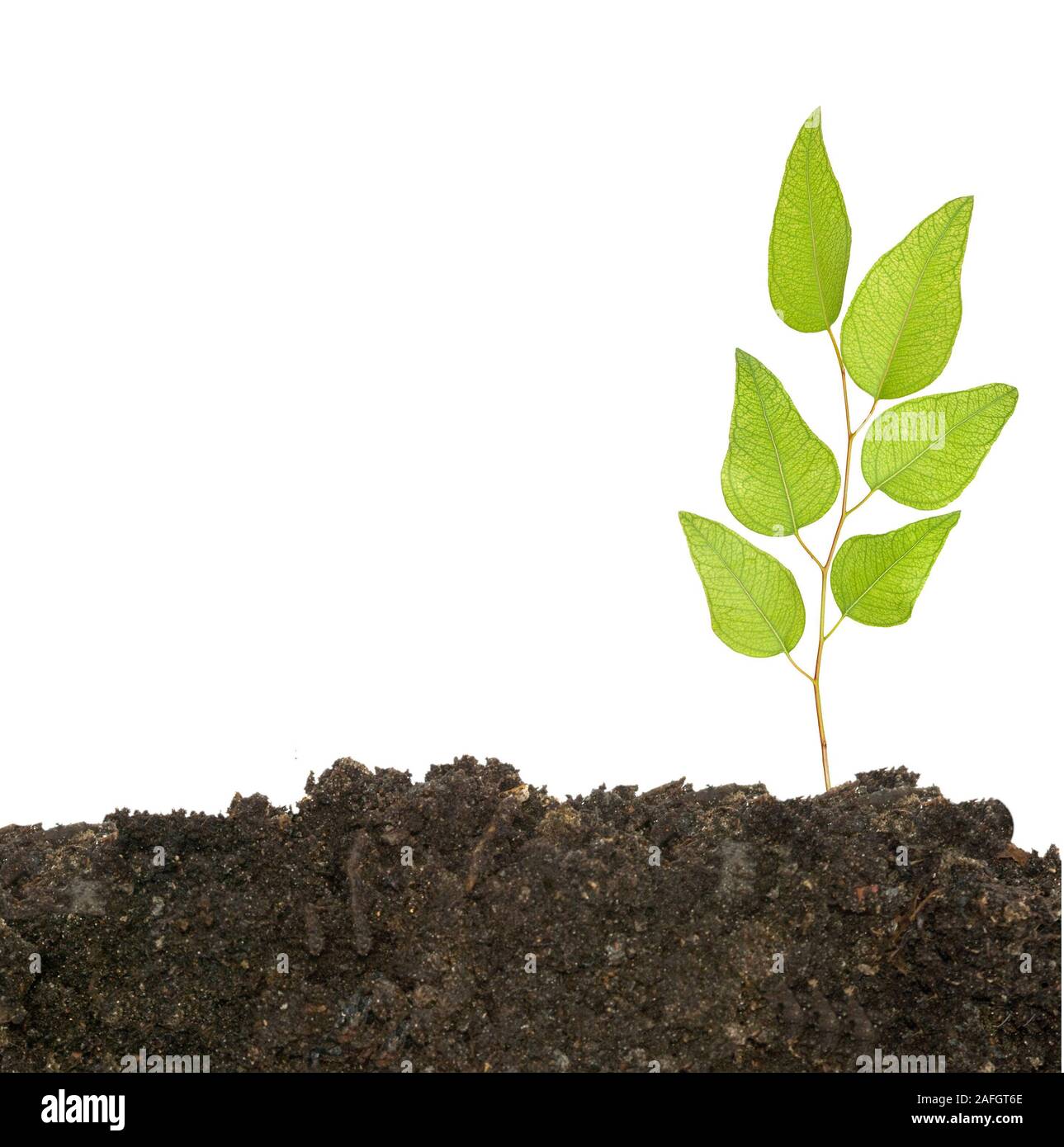 Tree shoot in soil isolated white on background Stock Photo - Alamy