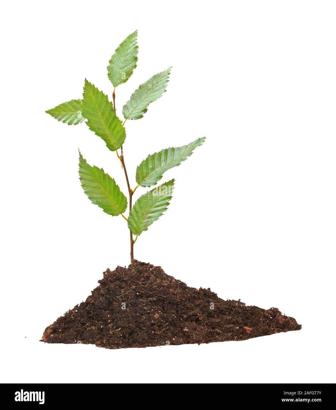 Tree shoot isolated on white background Stock Photo - Alamy