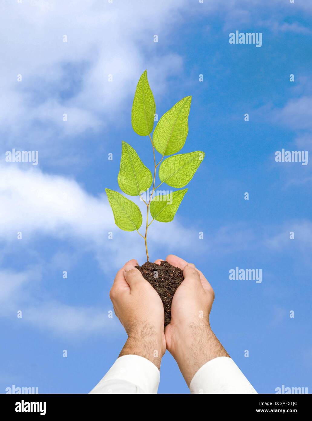 Tree seedling in hands Stock Photo - Alamy