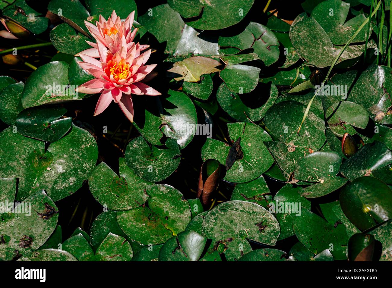 Lotus Plant Underwater High Resolution Stock Photography and Images - Alamy
