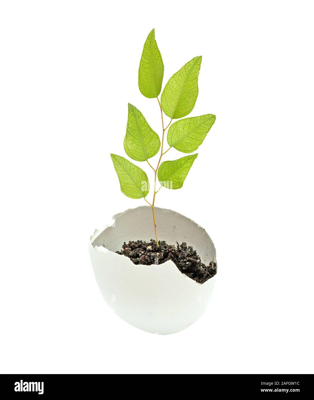 A tree hatching from egg Stock Photo - Alamy