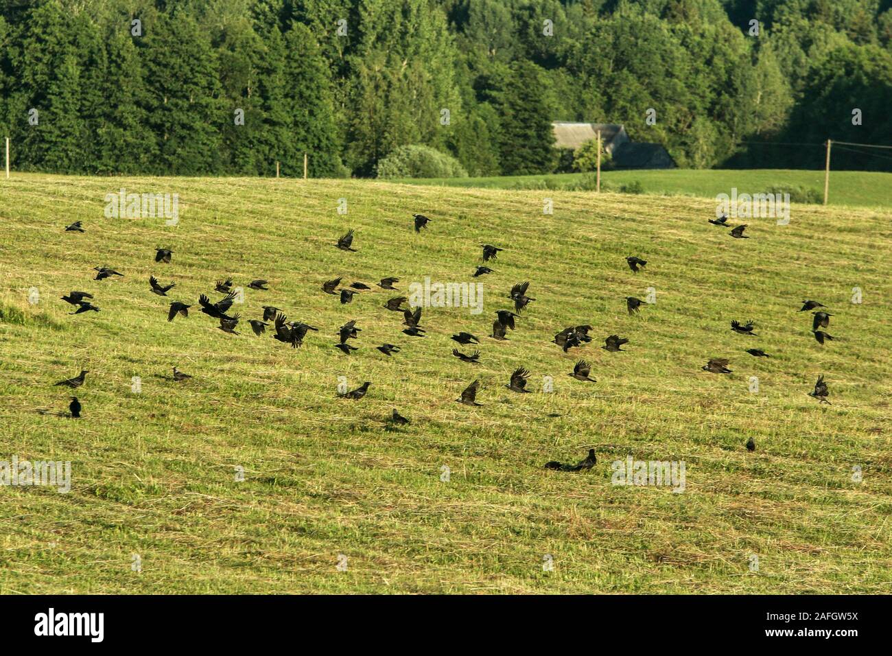 The picture from the Lithuanian countryside taken in the nice summer ...