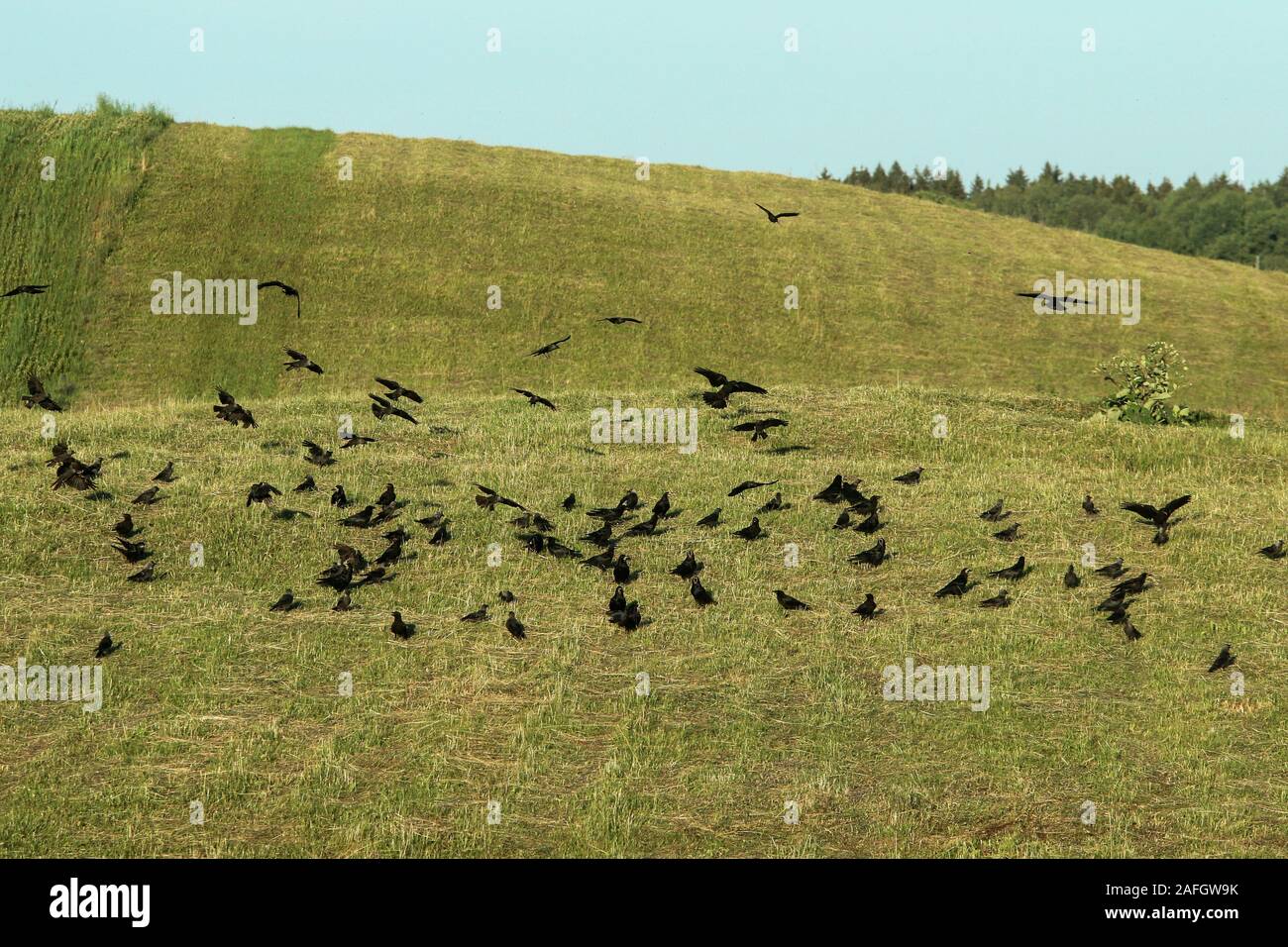 The picture from the Lithuanian countryside taken in the nice summer ...