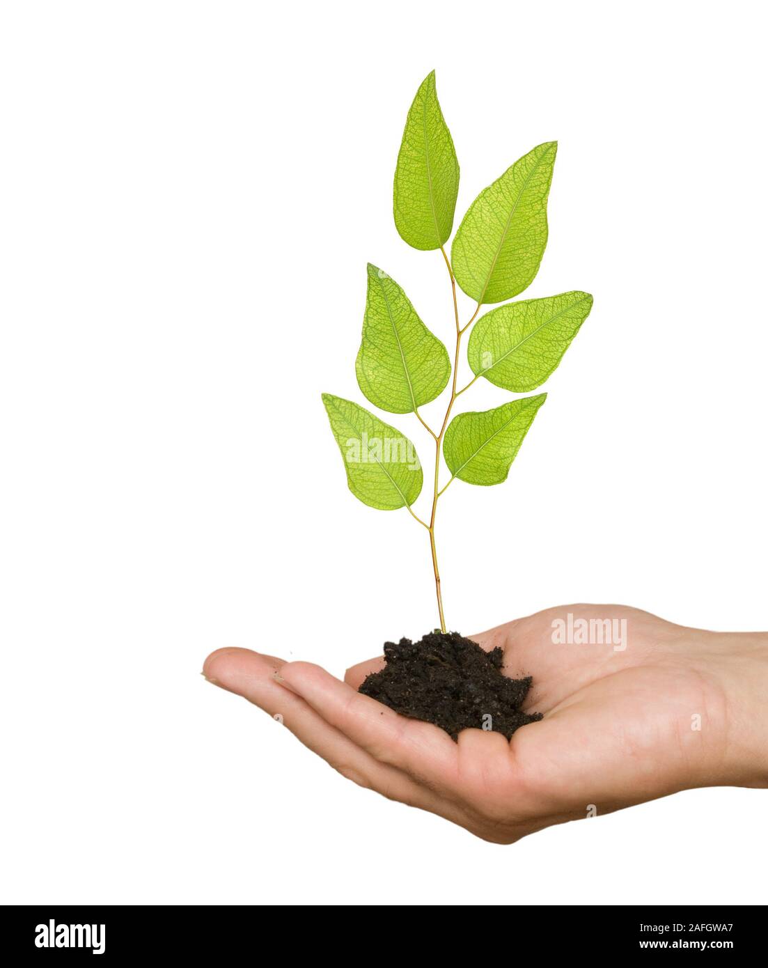 Tree seedling in hand Stock Photo - Alamy