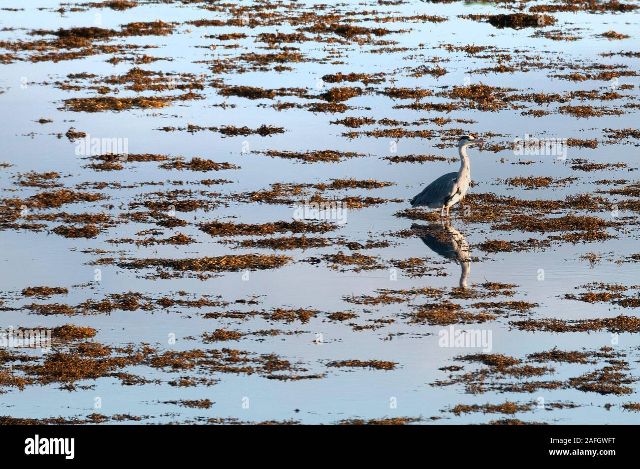 Grey Heron fishing in Badachro Bay, Scottish Highlands Stock Photo - Alamy