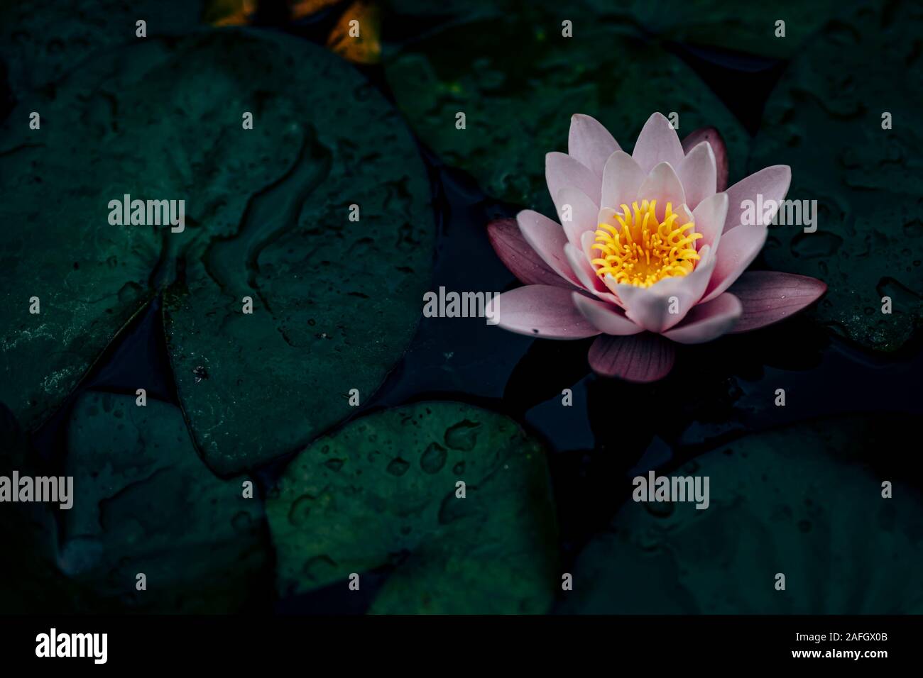 Lotus Plant Underwater High Resolution Stock Photography and Images - Alamy
