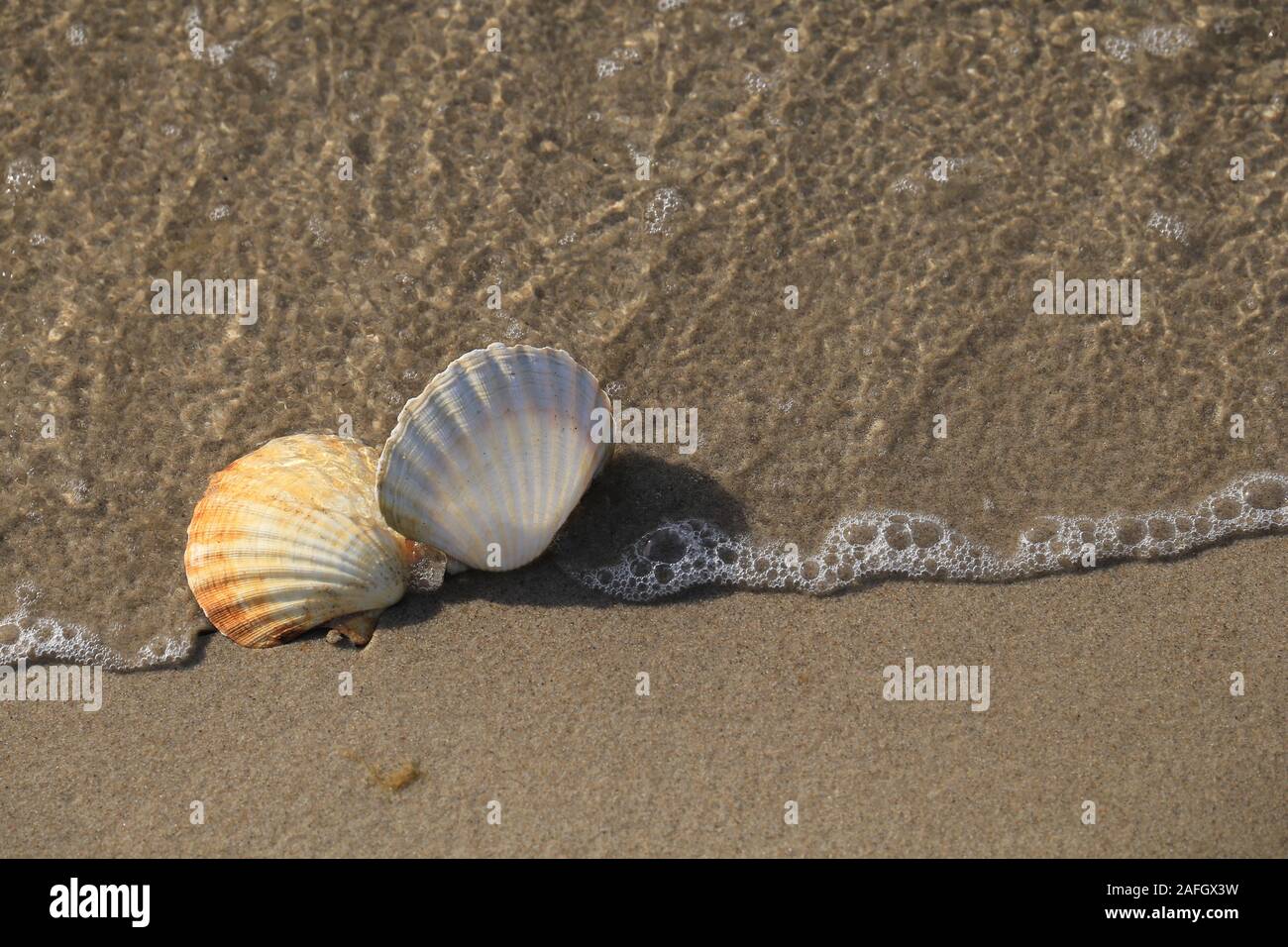 Seashell on sand beach waves hi-res stock photography and images - Alamy