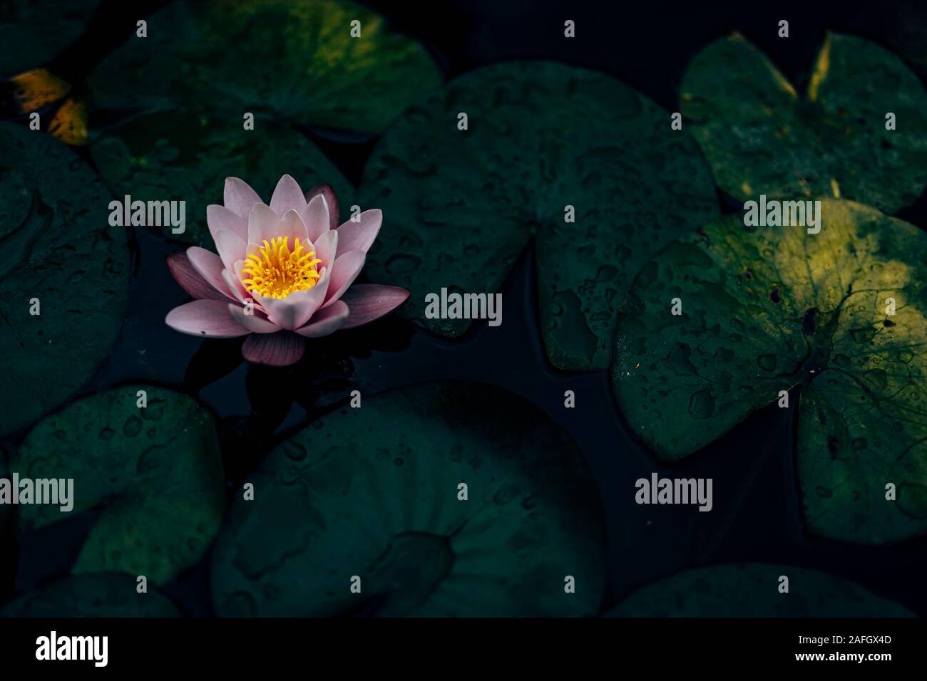 Lotus Plant Underwater High Resolution Stock Photography and Images - Alamy
