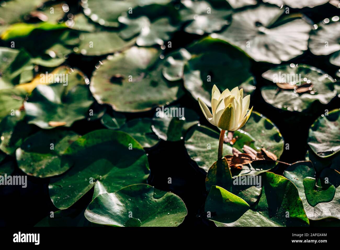 Lotus Plant Underwater High Resolution Stock Photography and Images - Alamy