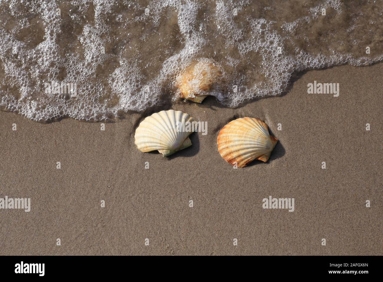 tree Conch shells on beach with waves Stock Photo - Alamy
