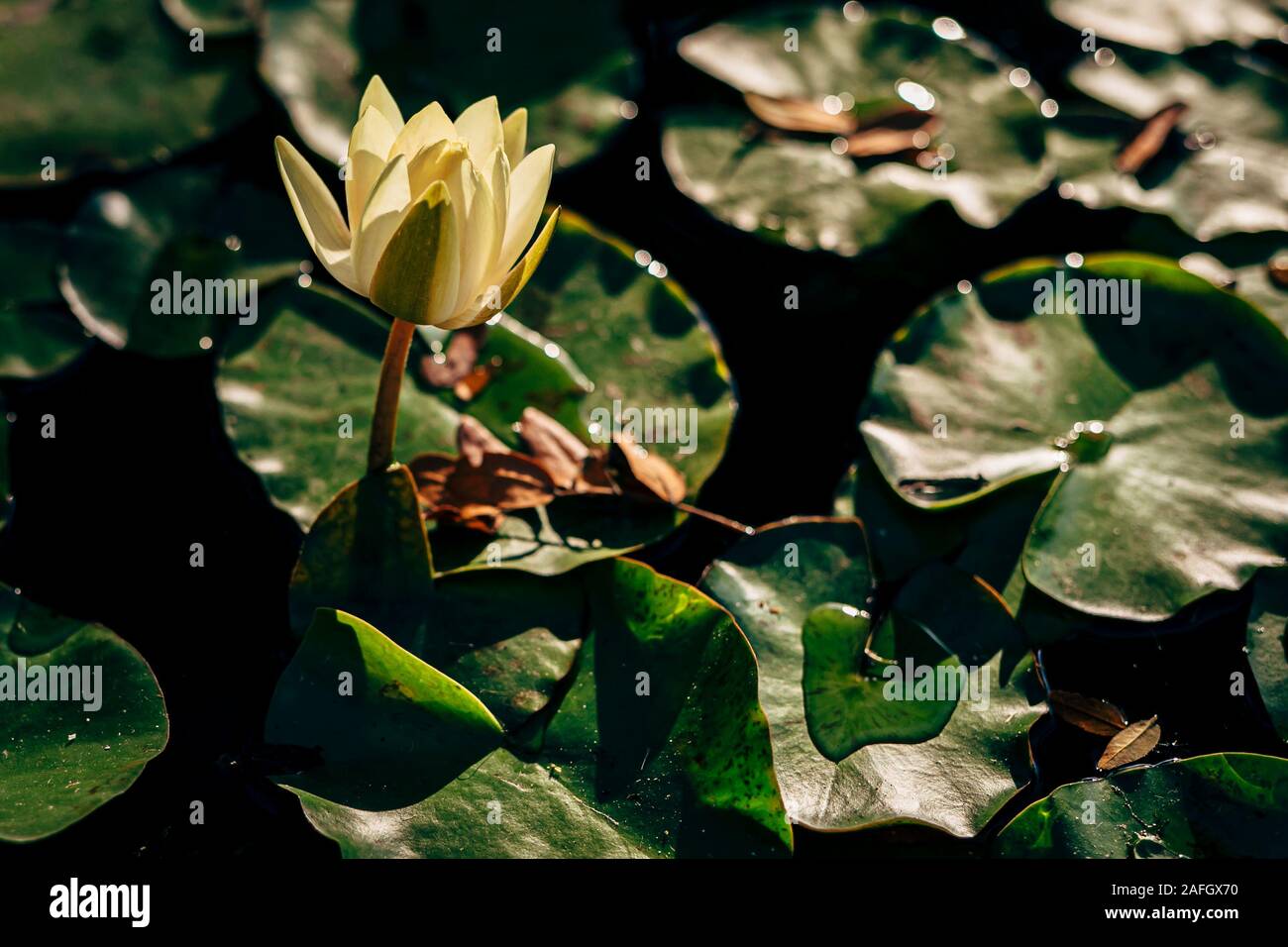 Lotus Plant Underwater High Resolution Stock Photography and Images - Alamy