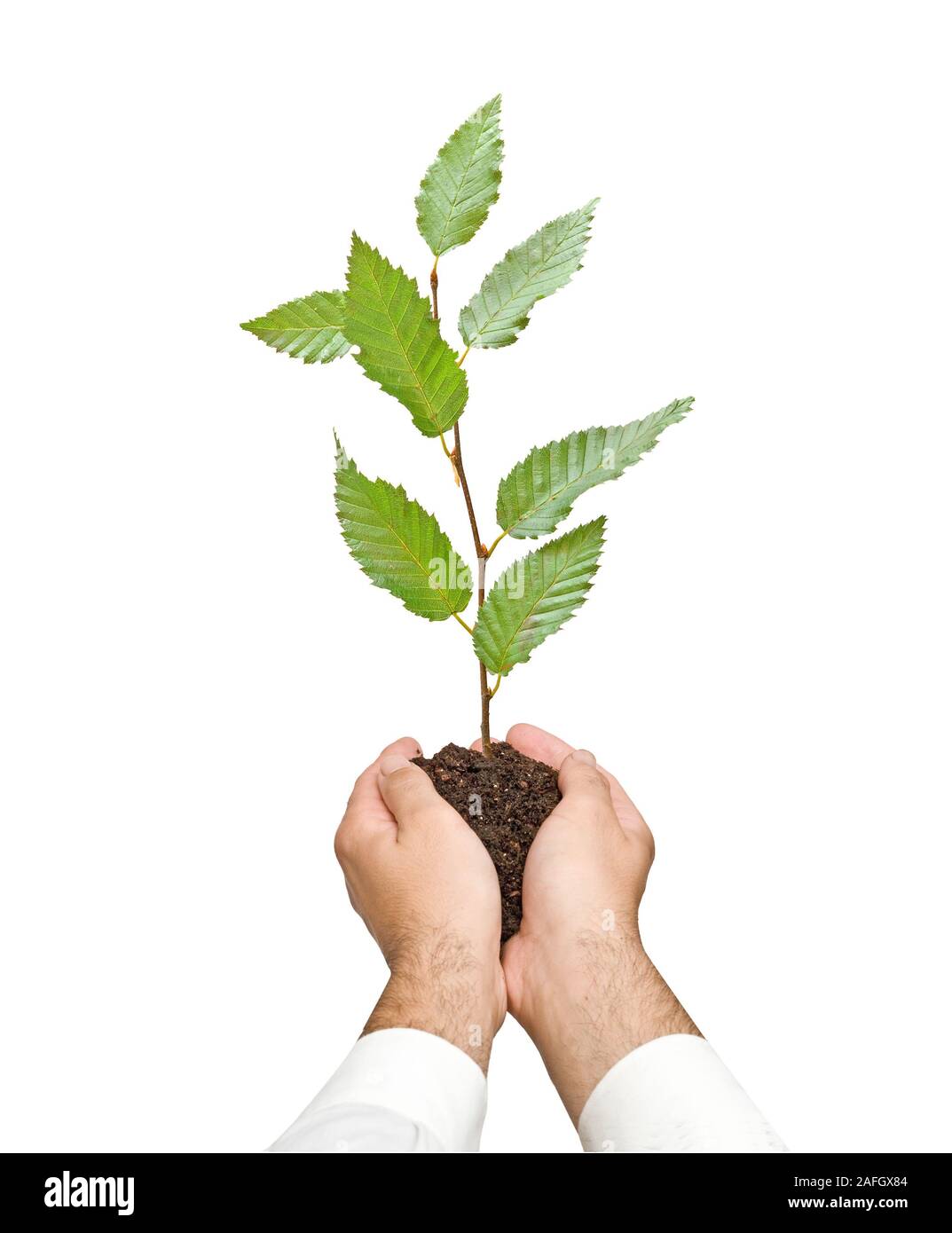 Tree shoot in hand as a symbol of nature potection Stock Photo - Alamy