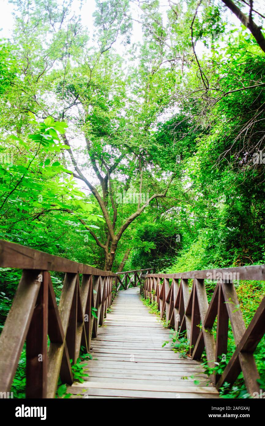 wooden bridge road in a rainforest landscape Stock Photo - Alamy