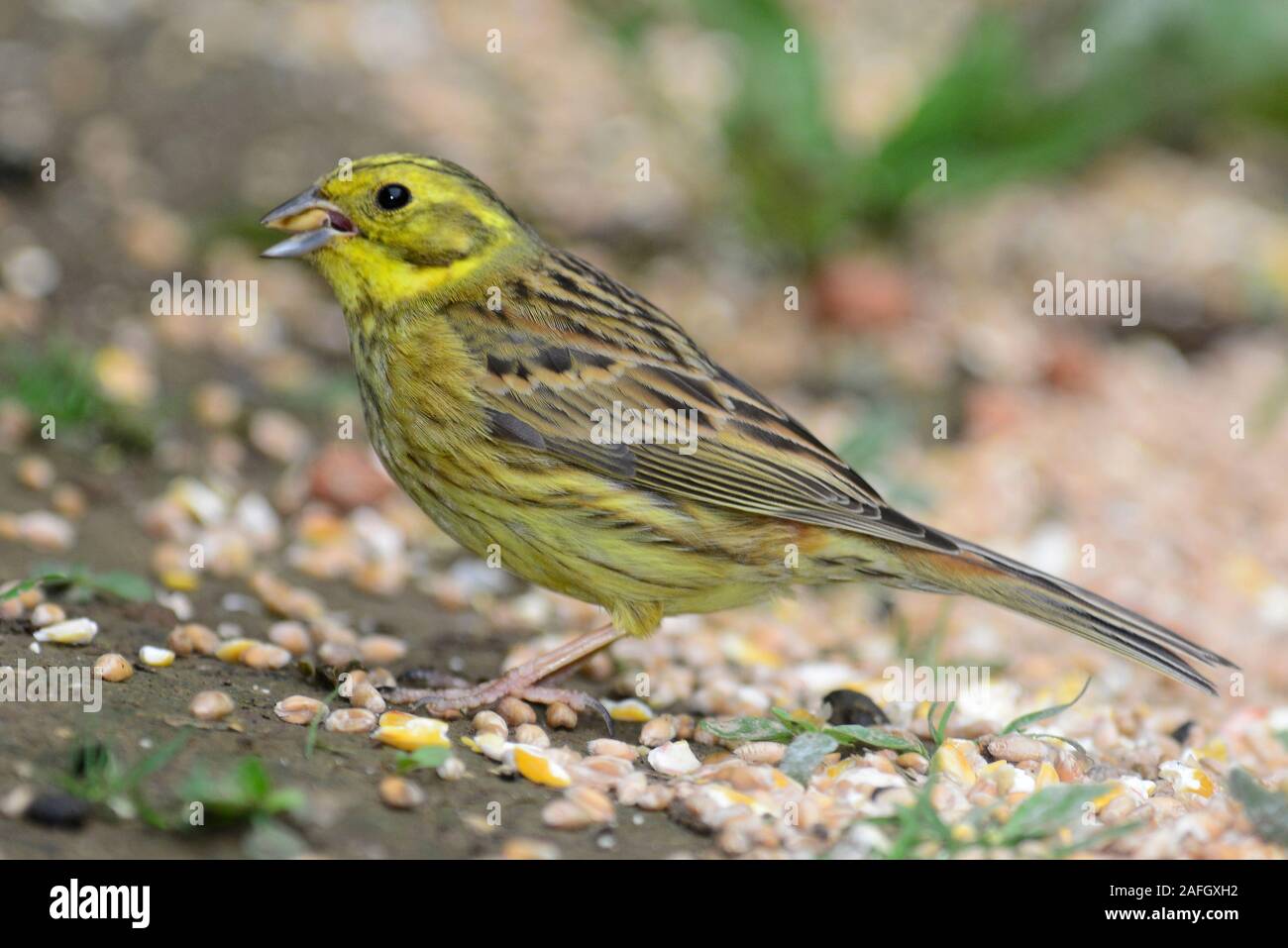 Yellowhammer image hi-res stock photography and images - Alamy