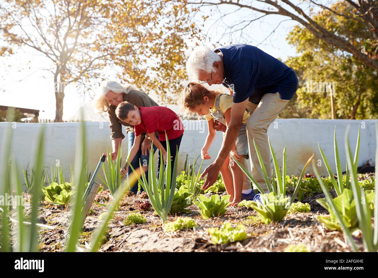 Grandchildren Helping Grandparents To Look After Vegetables On ...