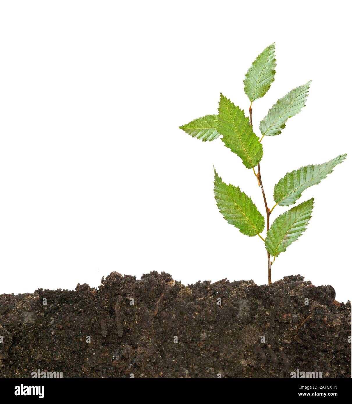 Tree shoot isolated white on background Stock Photo - Alamy