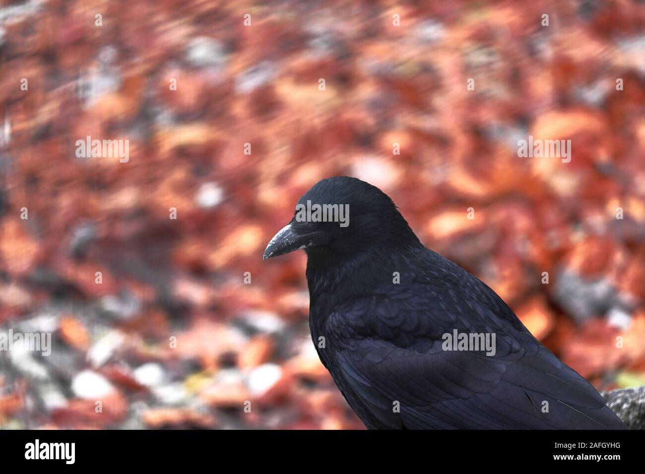 Closeup of a black raven standing in a park with colorful leaves on the ...
