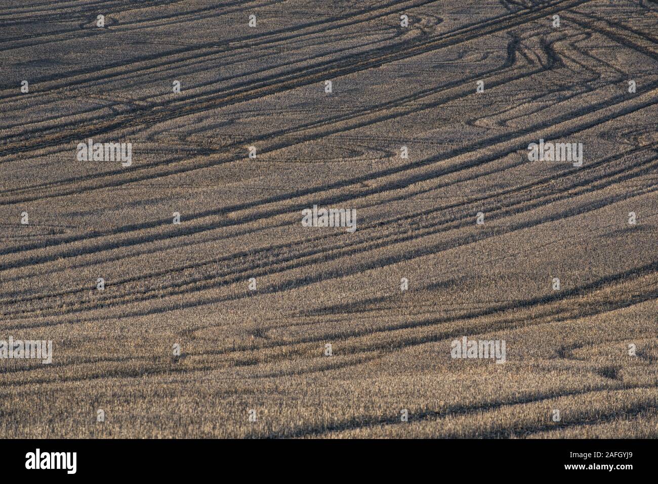 Landscape of a field covered in dry grass under sunlight in the evening ...