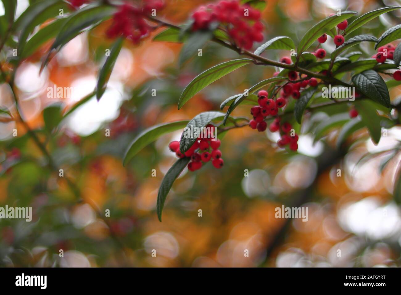 Buffaloberry Stock Photos & Buffaloberry Stock Images - Alamy