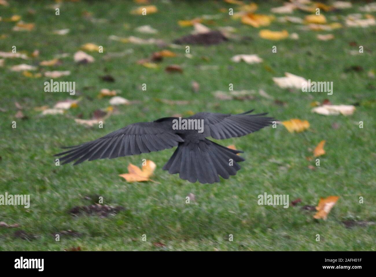 Big black bird flying in a garden surrounded by greenery and dry leaves ...