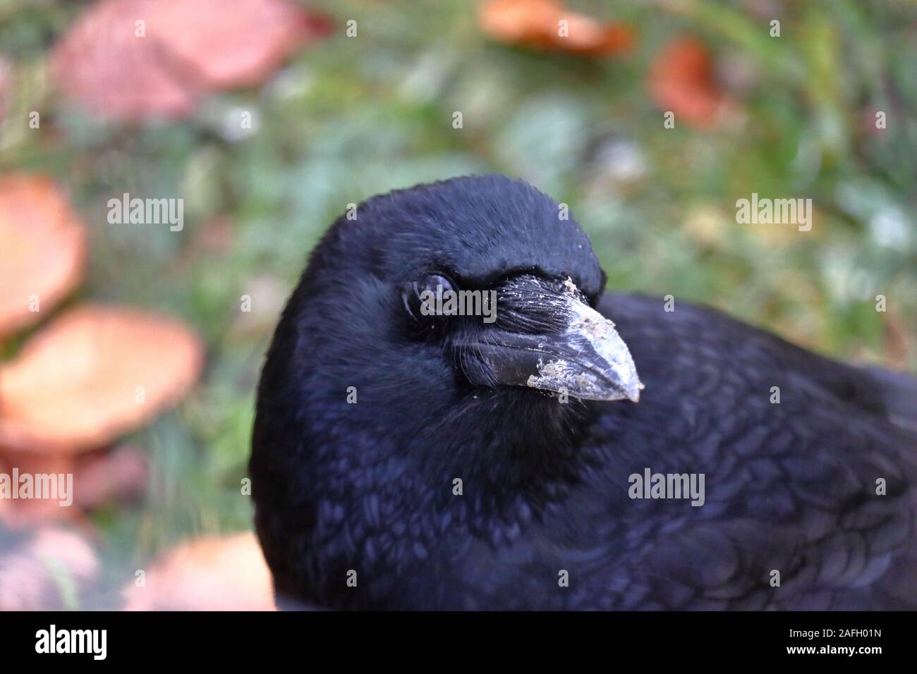 Closeup of a black raven with a long beak in a park with greenery on a ...