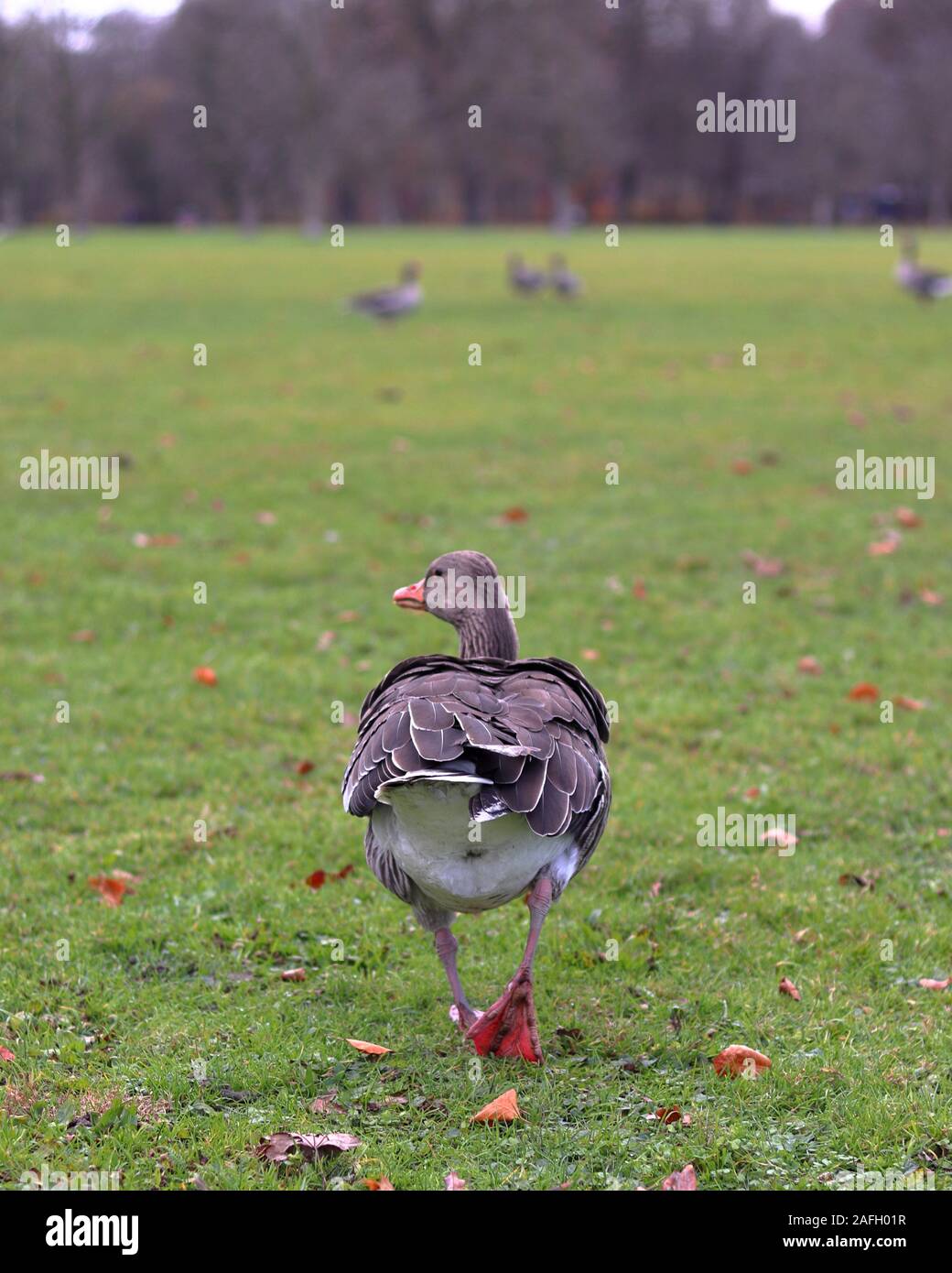 Big brown duck from behind walking in a park with ducks and trees on a ...