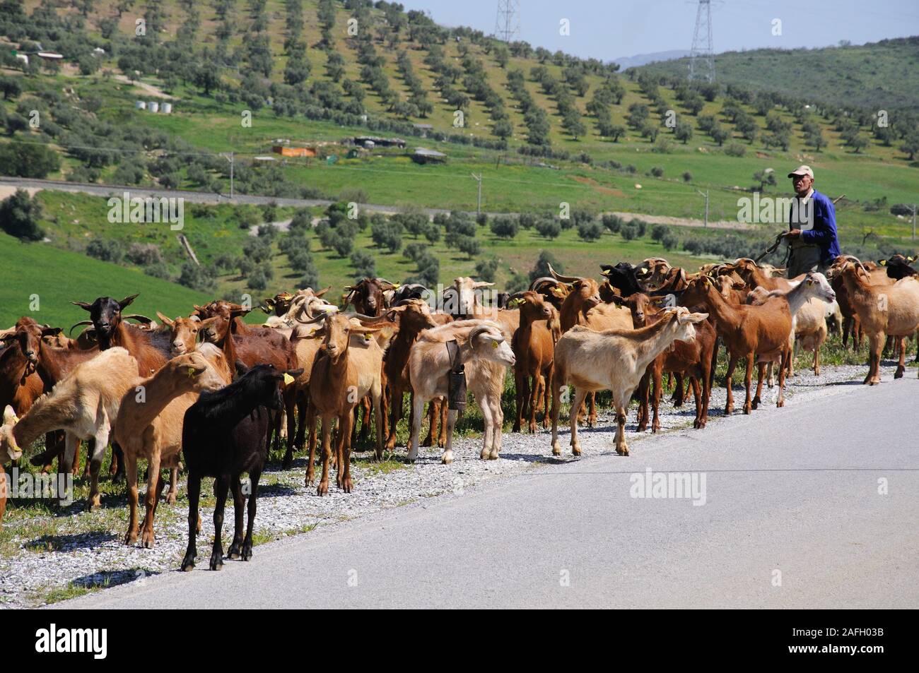 Spanish shepherd with his flock in the countryside, Alora, Malaga ...