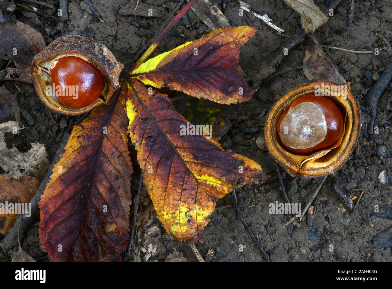 Horse chestnuts or conkers on woodland floor. Dorset, UK September ...