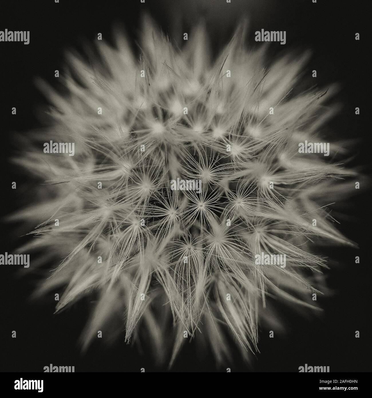Closeup picture of a common dandelion on a dark and blurry background ...