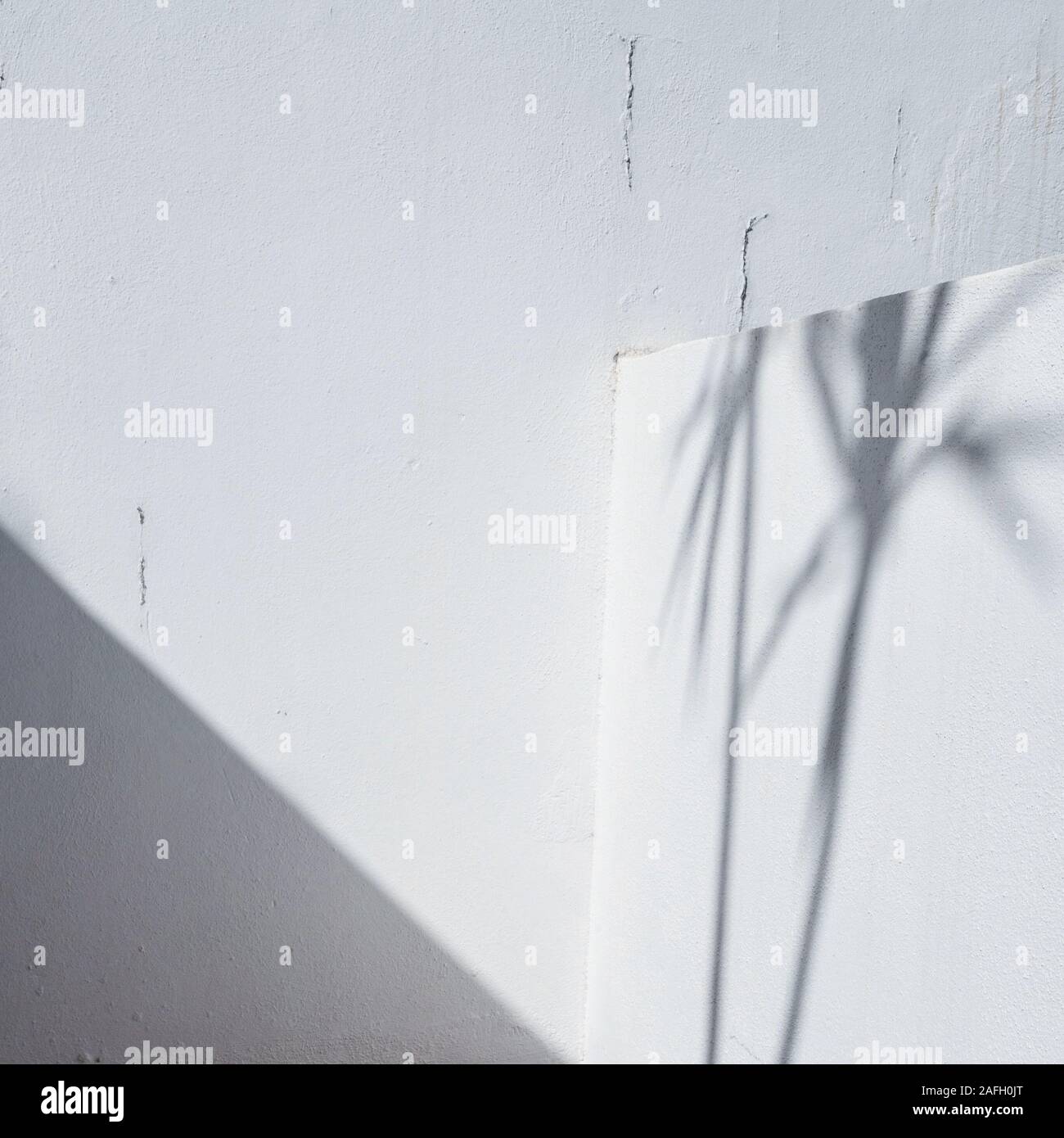 White wall with plant shadows on it - a cool picture for backgrounds ...