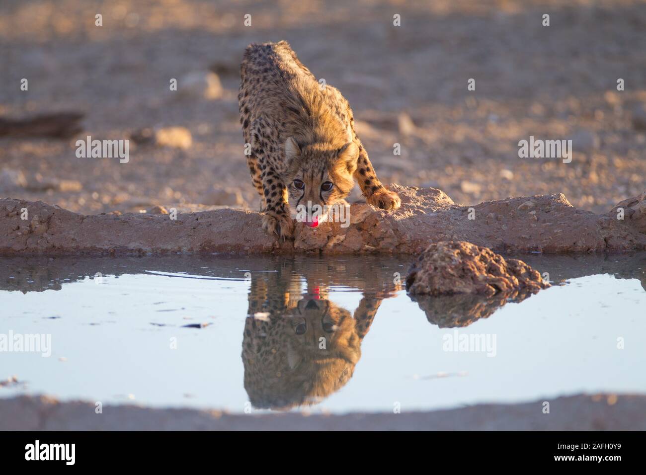 Beautiful cheetah drinking water from a small pond with its reflection ...
