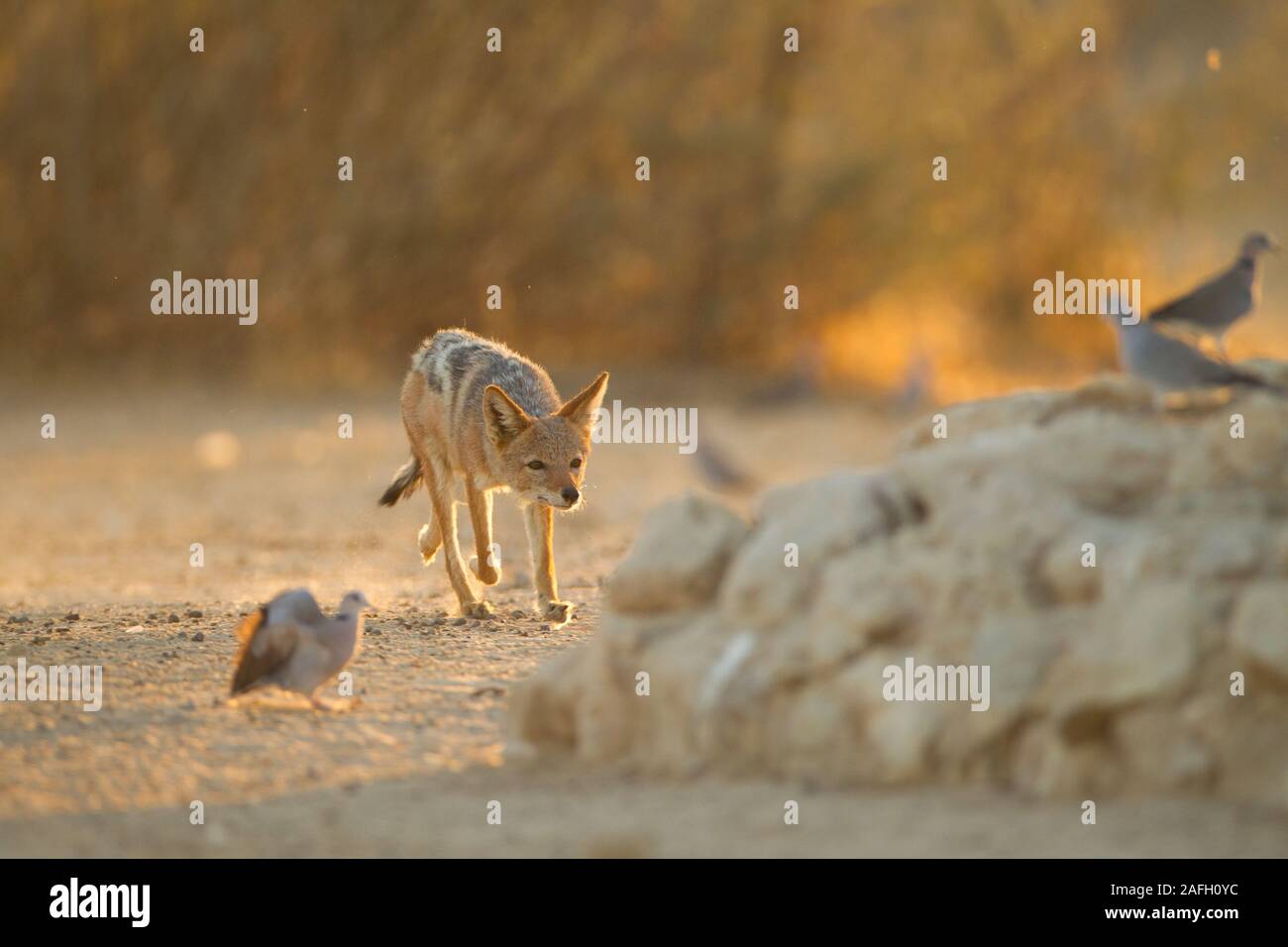 Black-backed sand fox trying to hunt some birds in the desert Stock ...