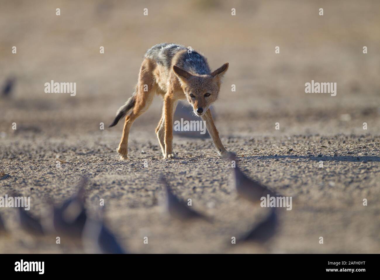 Black-backed sand fox trying to hunt some birds in the desert Stock ...