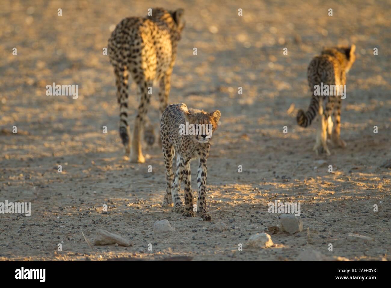 Group of cheetahs playing in the middle of the desert Stock Photo - Alamy