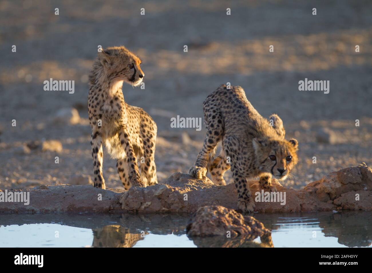 Beautiful cheetahs drinking water from a small pond with their ...