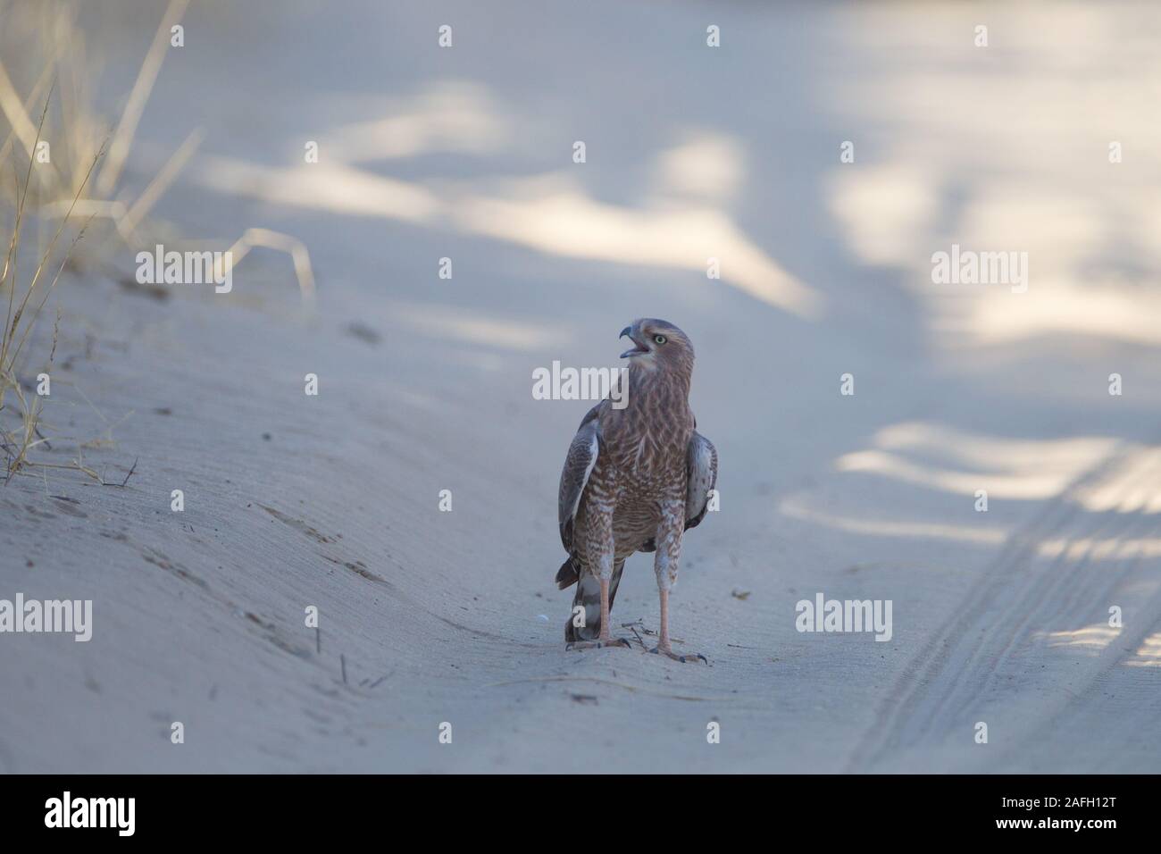 Magnificent falcon in the middle of the sand covered ground Stock Photo ...