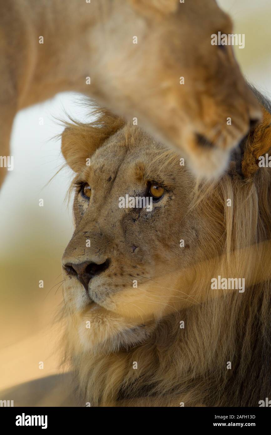 Vertical shot of a lion and a lioness captured in the desert Stock ...