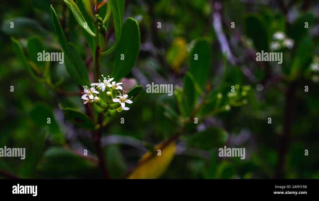 the flower of mangrove tree Stock Photo - Alamy