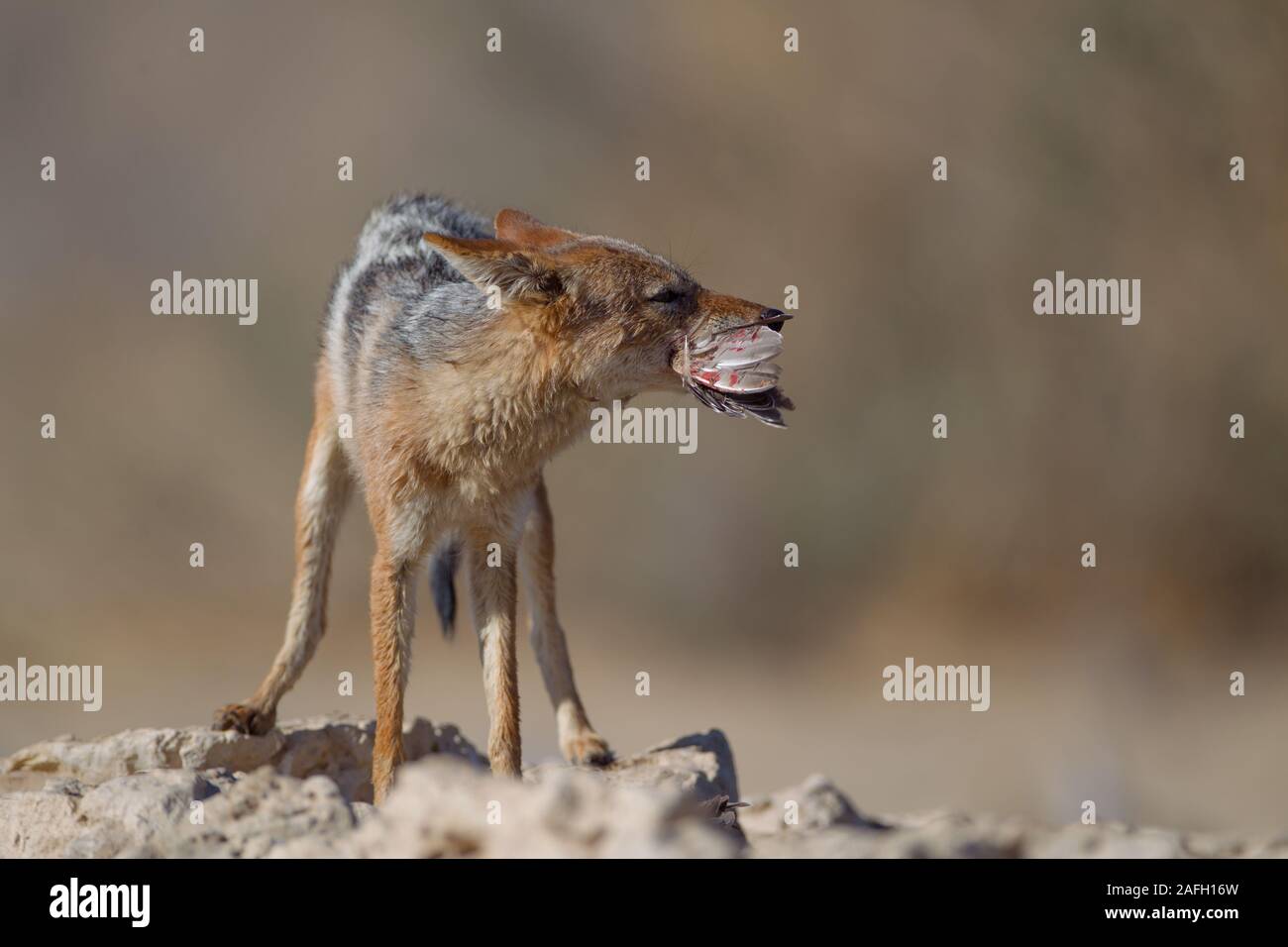 Black backed eagle hi-res stock photography and images - Alamy