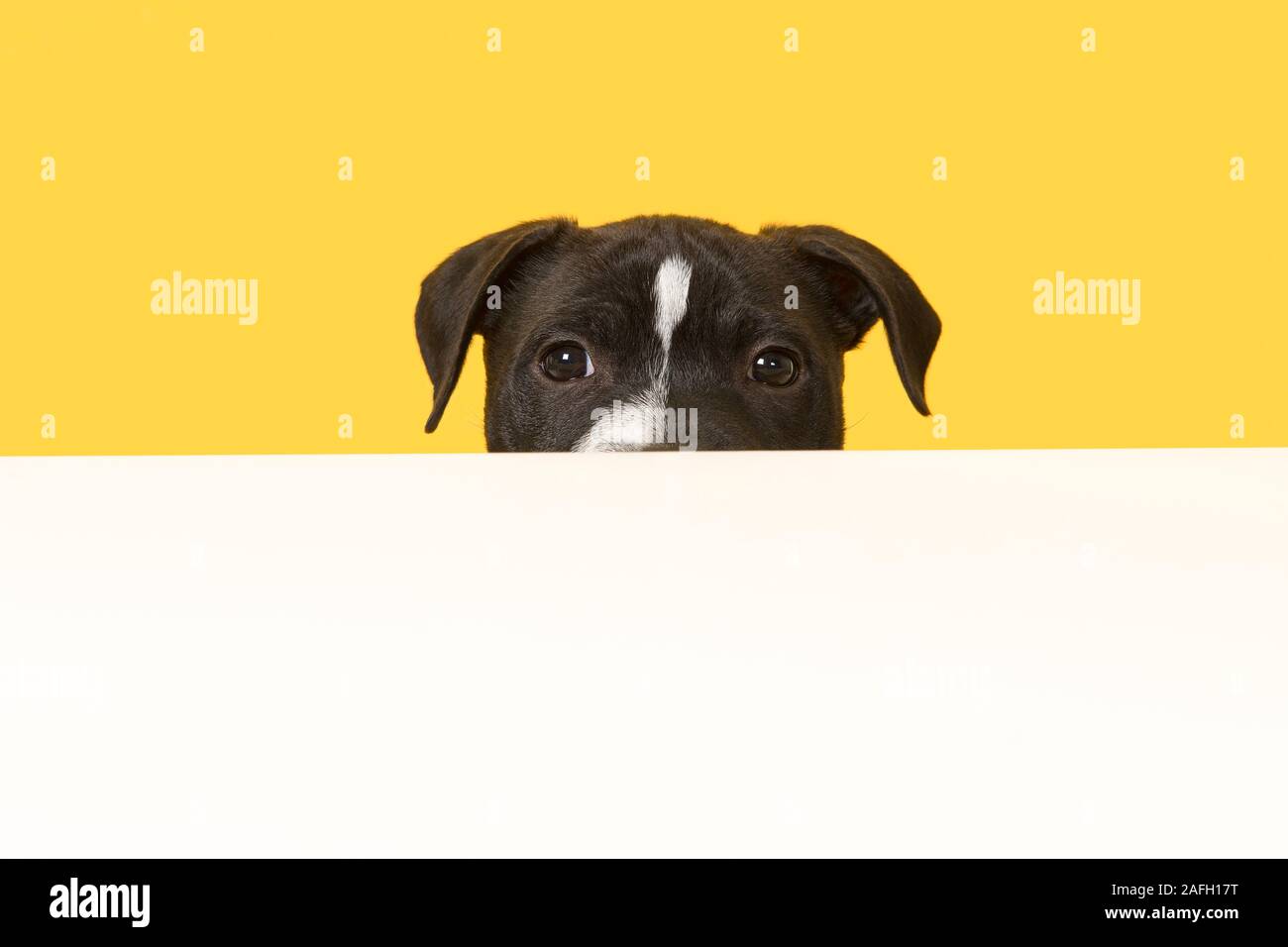 Stafford puppy peaking over a white edge on a yellow background Stock ...