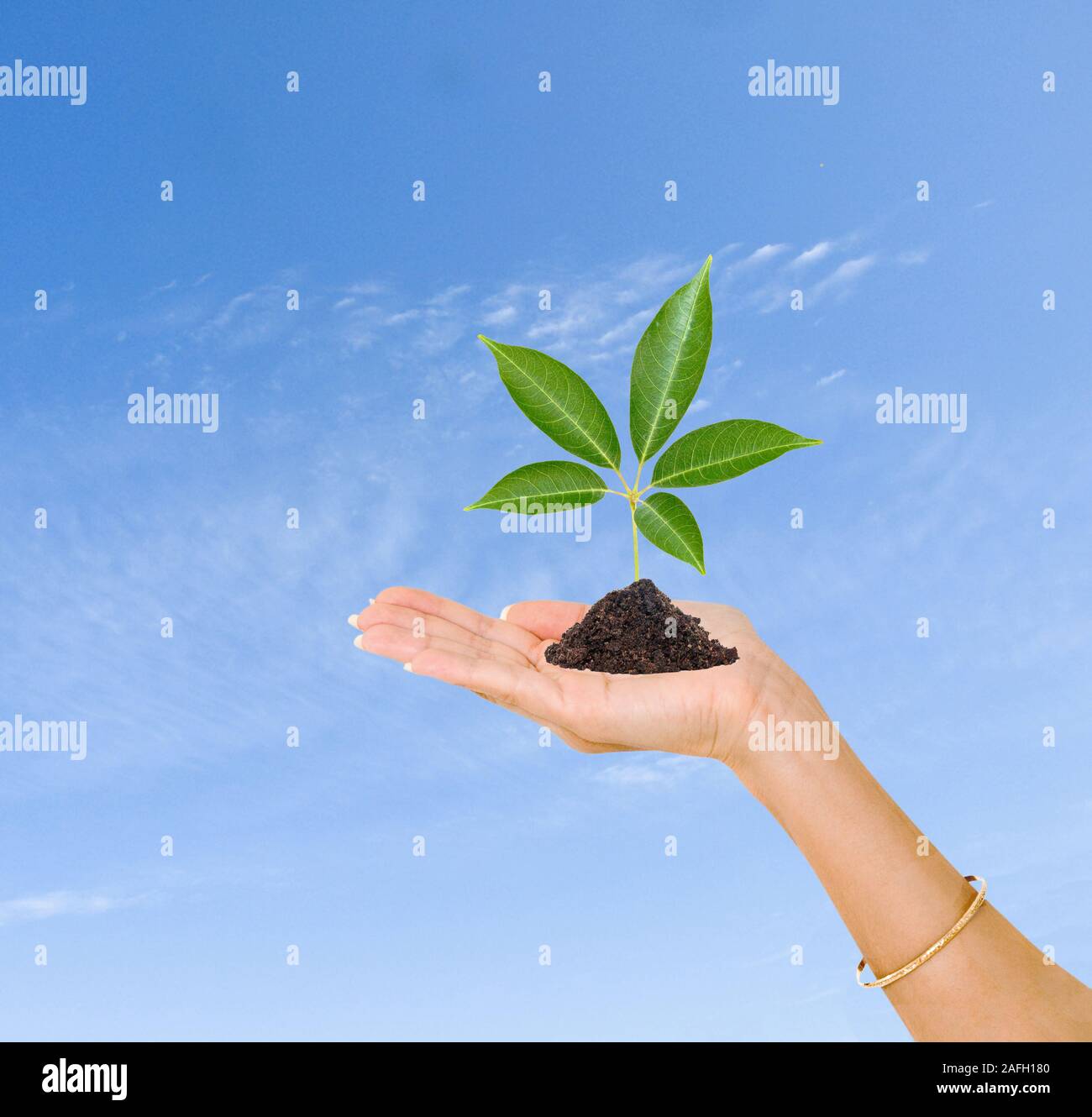 A sprout in hand as a symbol of nature protection Stock Photo - Alamy