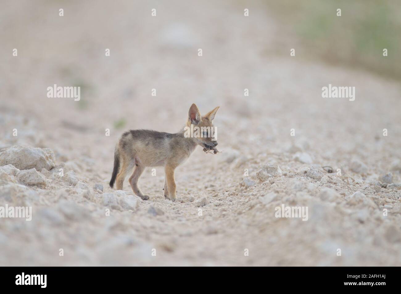 Cute little sand fox captured in the middle of the desert Stock Photo ...