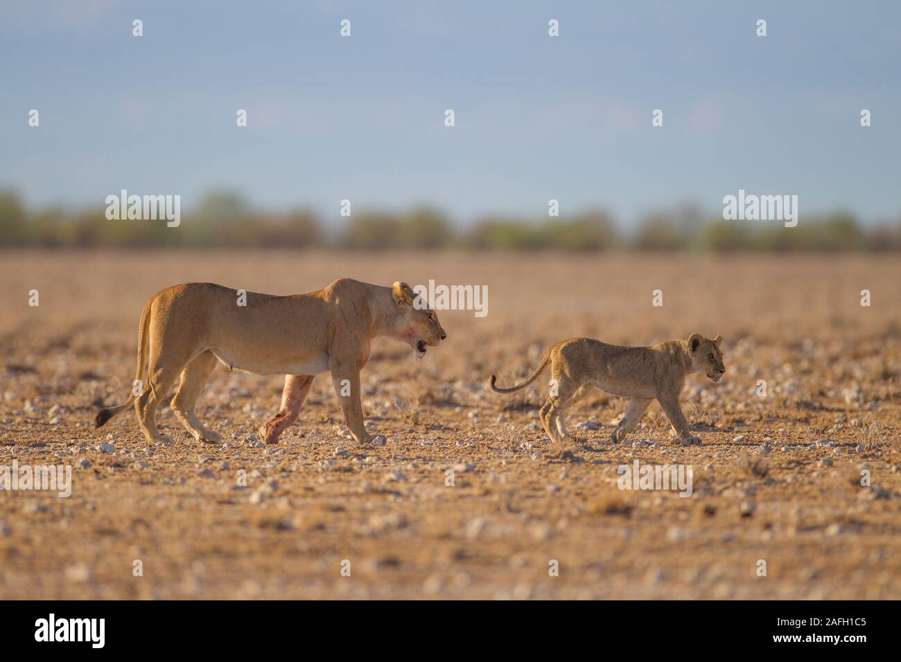 Wounded and bloody lion walking near its son on an empty field Stock ...